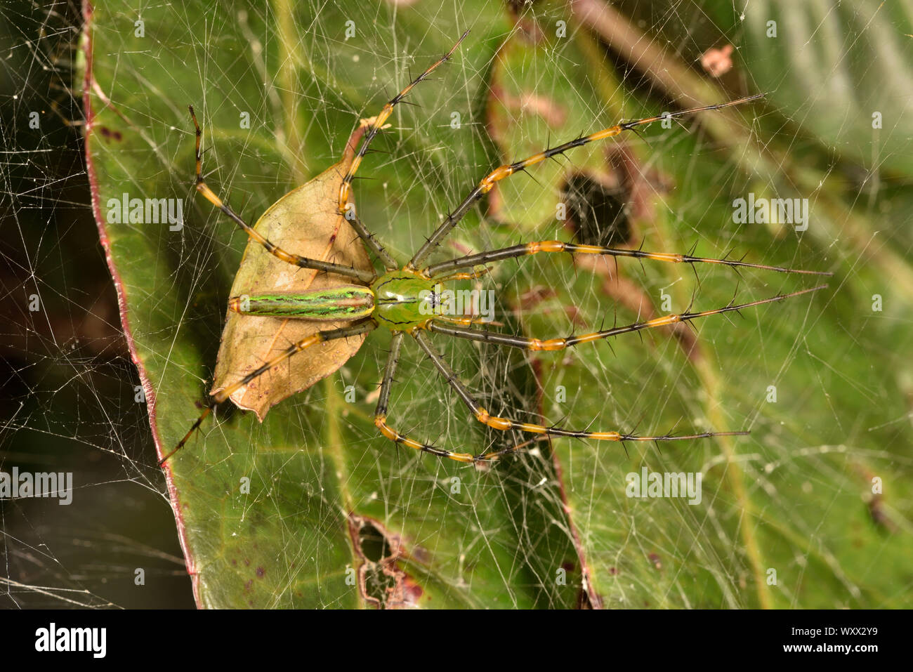 Madagascar lynx spider (Peucetia madagascariensis) on its web, Andasibe ...