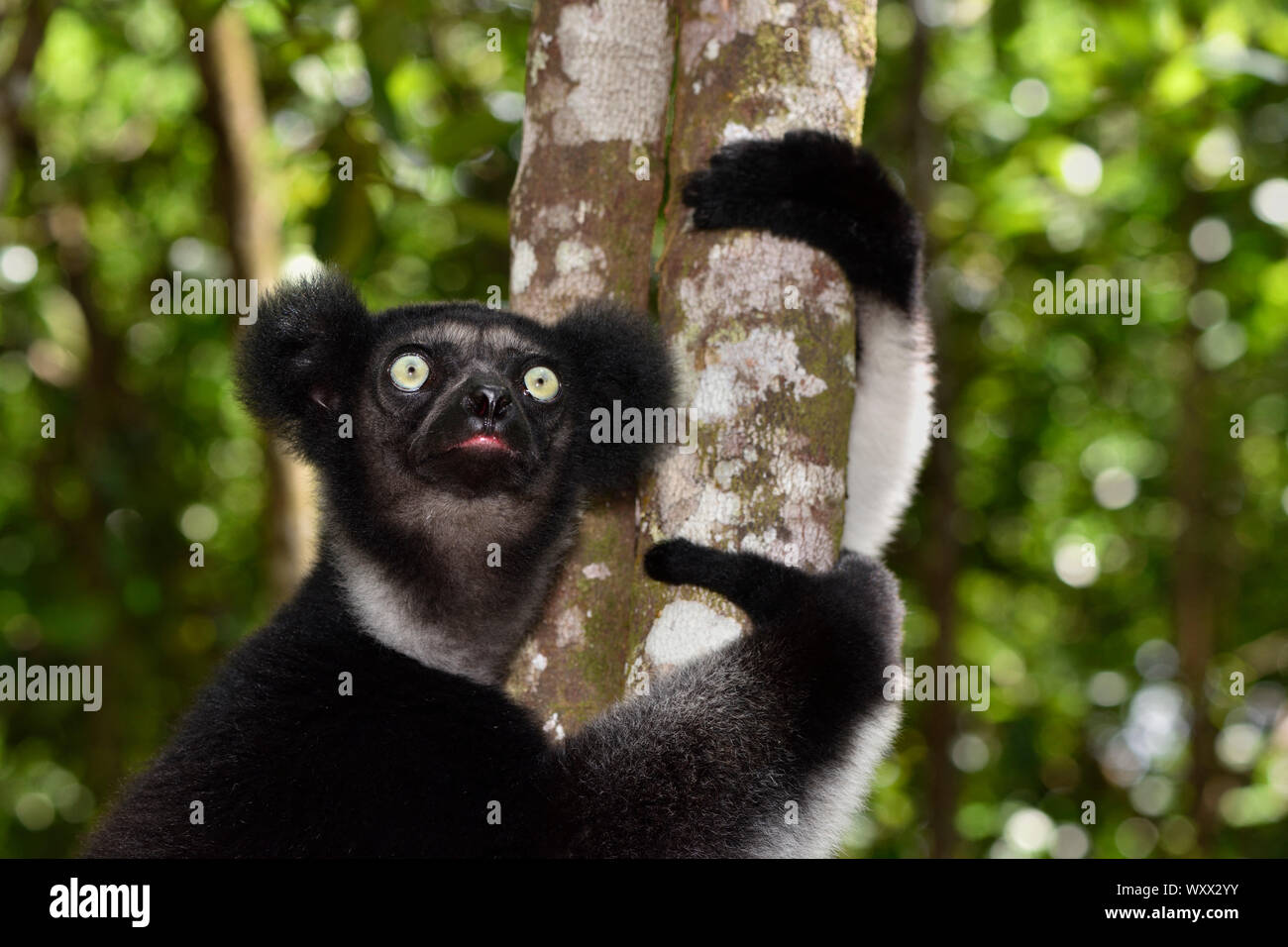 Indriidae hi-res stock photography and images - Alamy