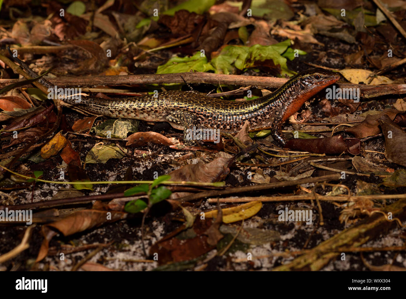Madagascar girdled lizard zonosaurus madagascariensis hi-res stock ...