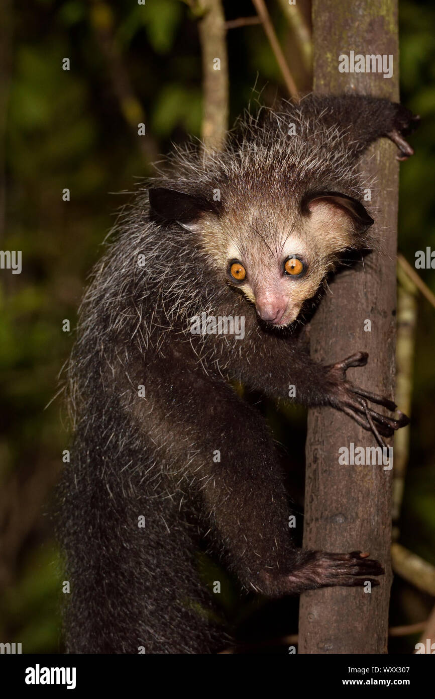 Aye aye hi-res stock photography and images - Alamy