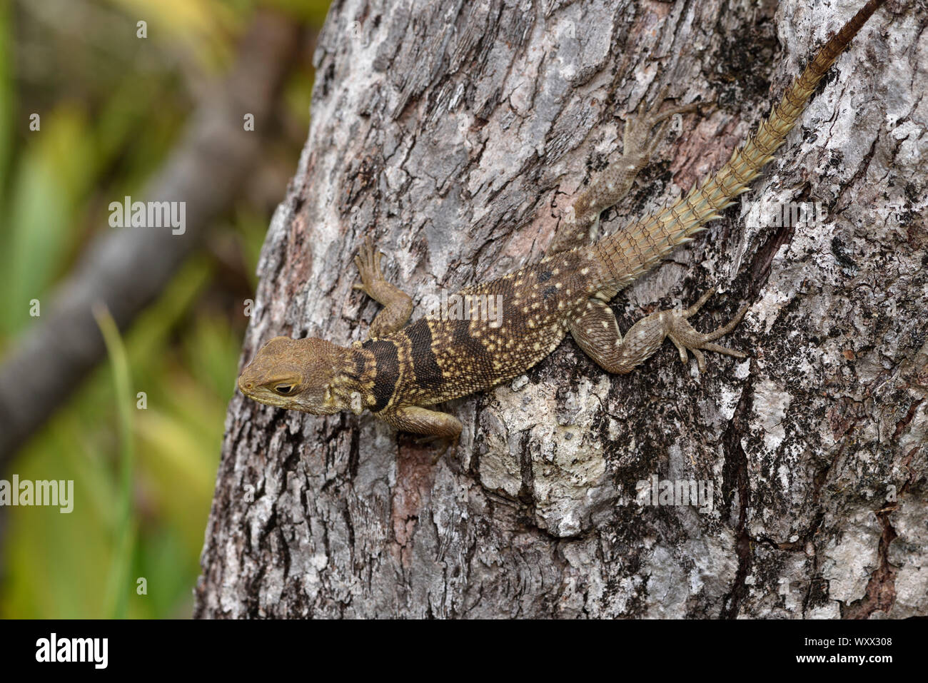 Cuvier's Madagascar Swift (Oplurus cuvieri) in Tropical Rainforest ...