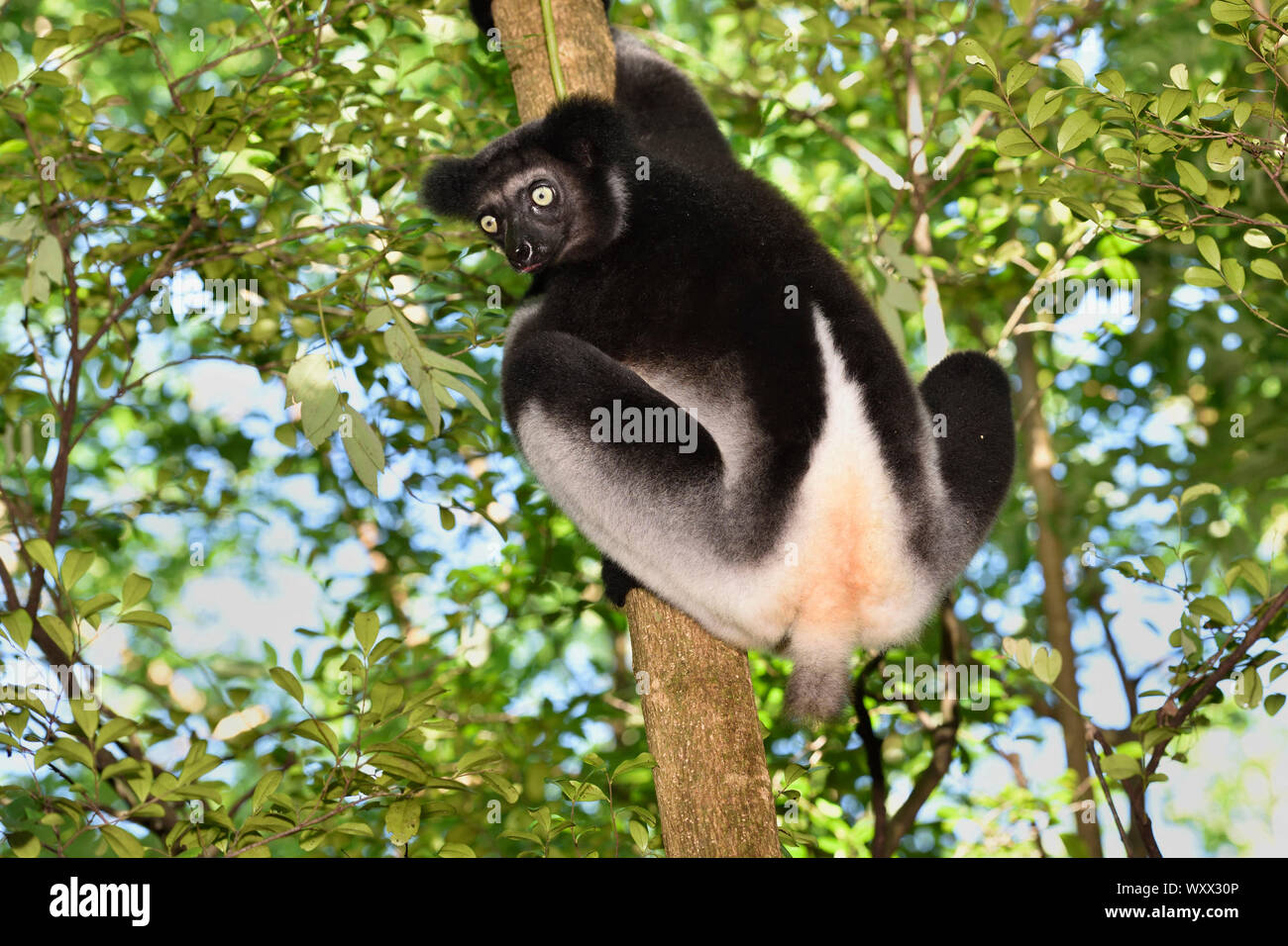 Indriidae hi-res stock photography and images - Alamy