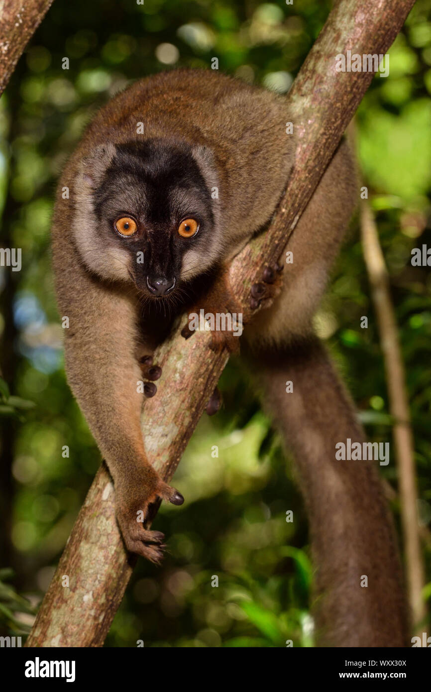 Brown lemur (Eulemur fulvus) in the forest, Pangalanes Canal, Ampitabe ...