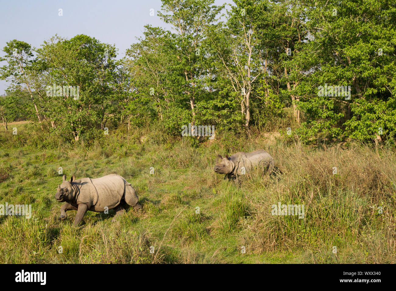 Two Horned Rhinoceros High Resolution Stock Photography and Images - Alamy