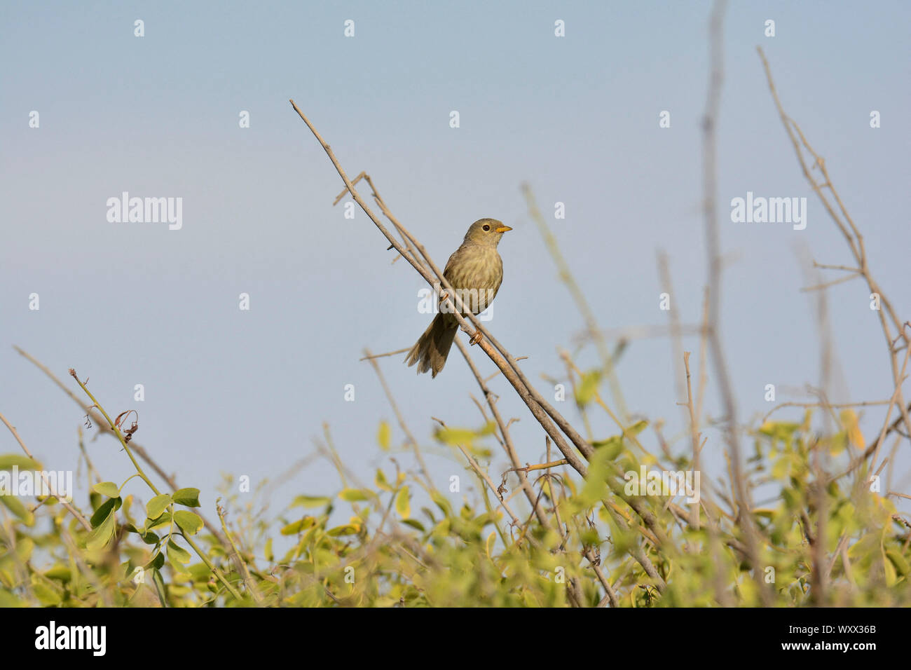 Slender-billed Finch (Xenospingus concolor), Rio Lluta River Wetland ...