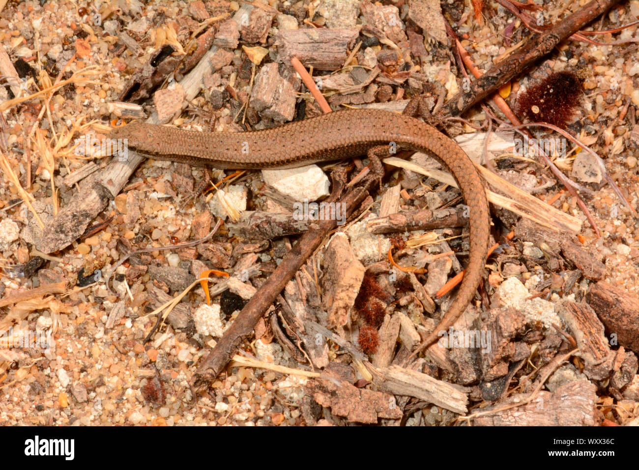 Western dwarf skink (Menetia surda), Yanchep national park, WA ...