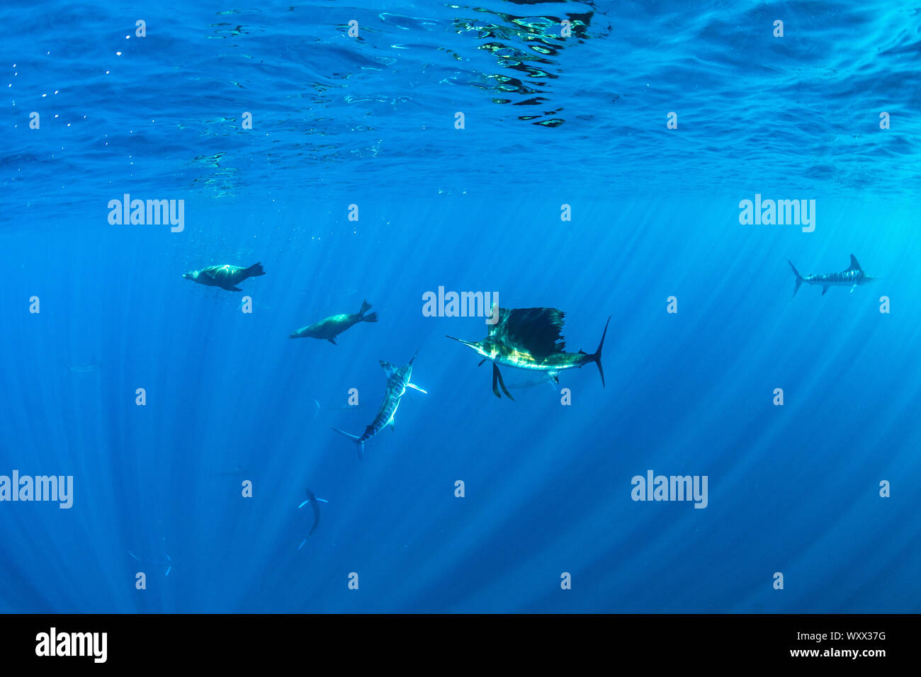 Istiophorus platypterus sailfish hi-res stock photography and images ...