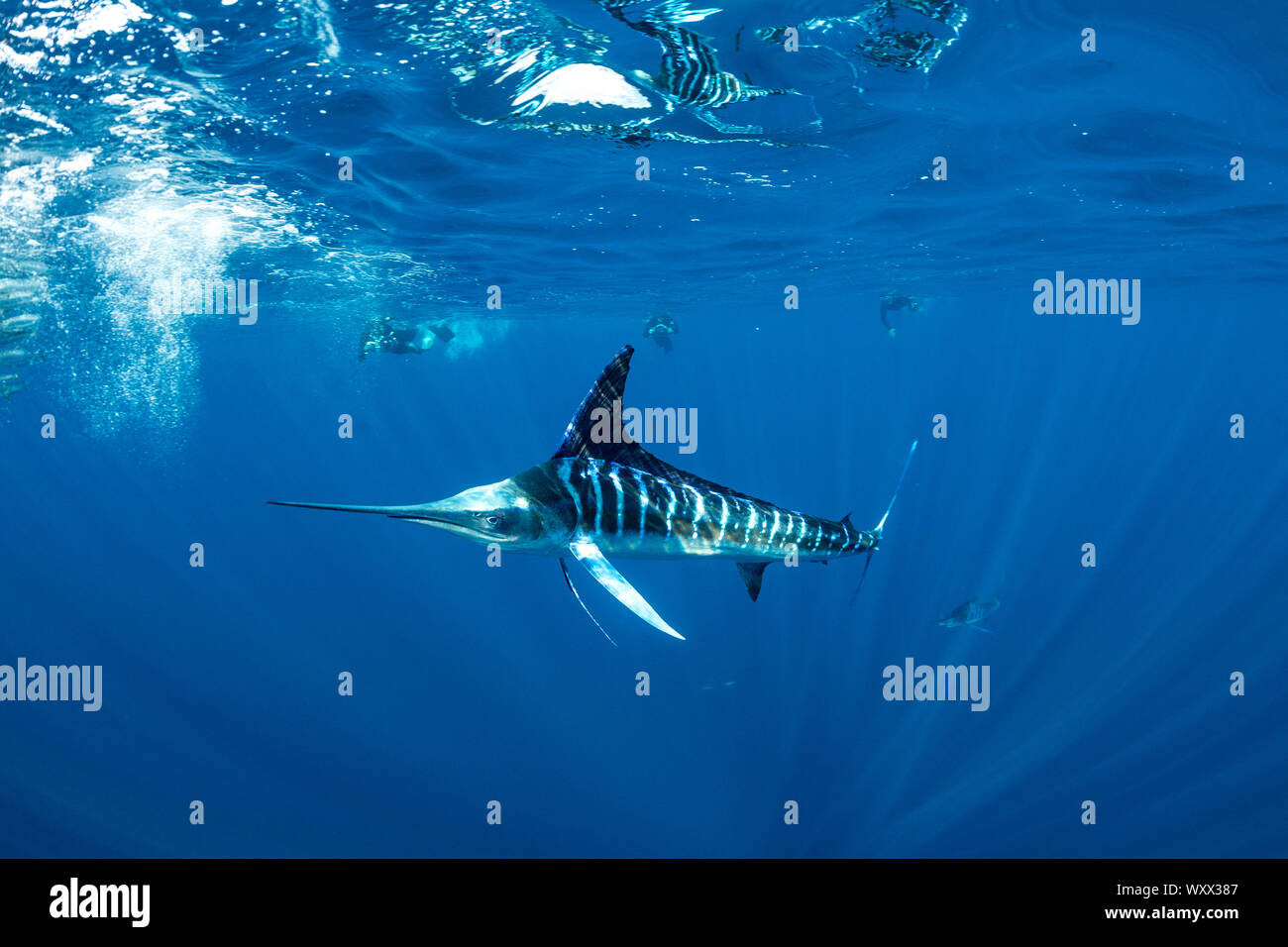 Striped marlin (Tetrapturus audax) feeding on sardine's bait ball ...