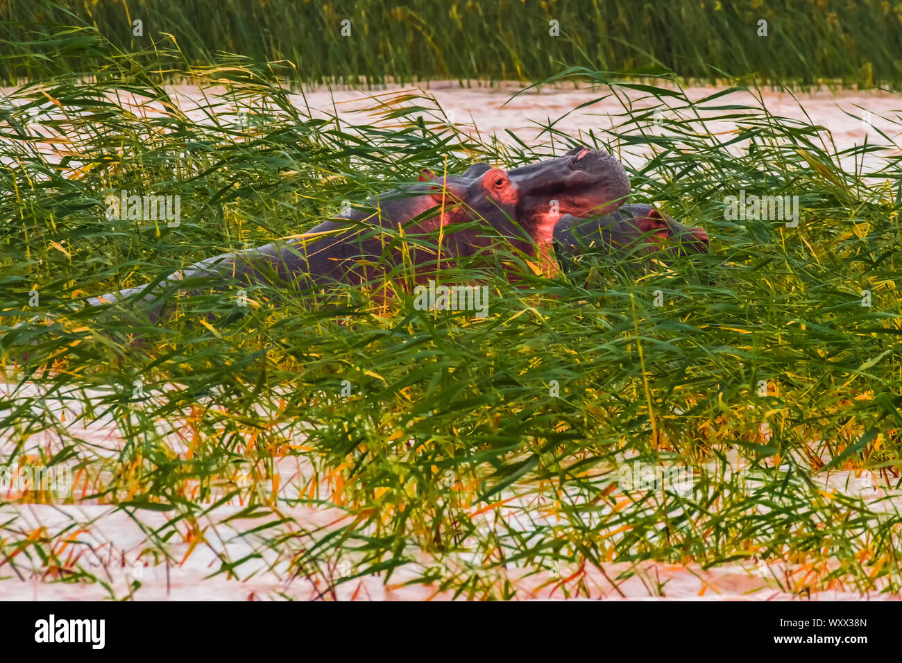Yawning hippo in water hi-res stock photography and images - Alamy