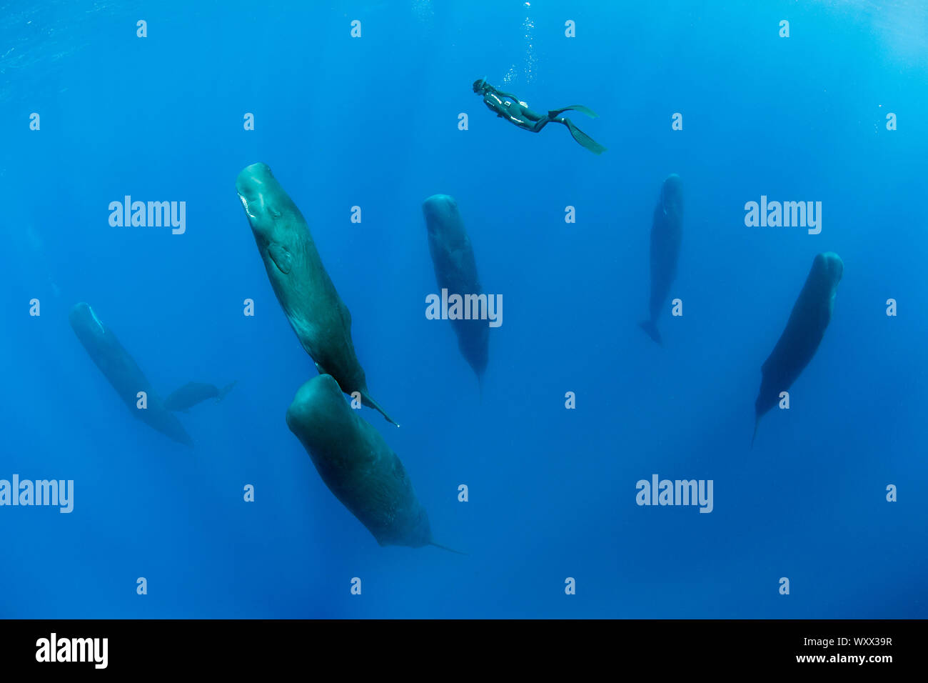 Sperm whales swimming in sea hi-res stock photography and images - Alamy