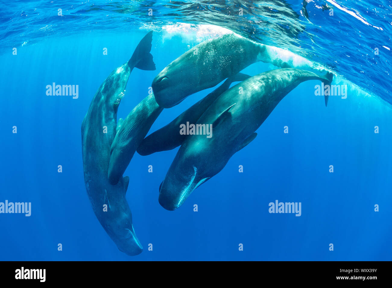 Pod of sperm whale socializing, (Physeter macrocephalus), Vulnerable ...