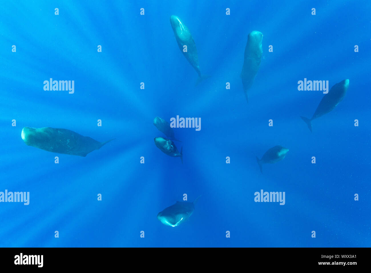 Sperm whales sleep hi-res stock photography and images - Alamy