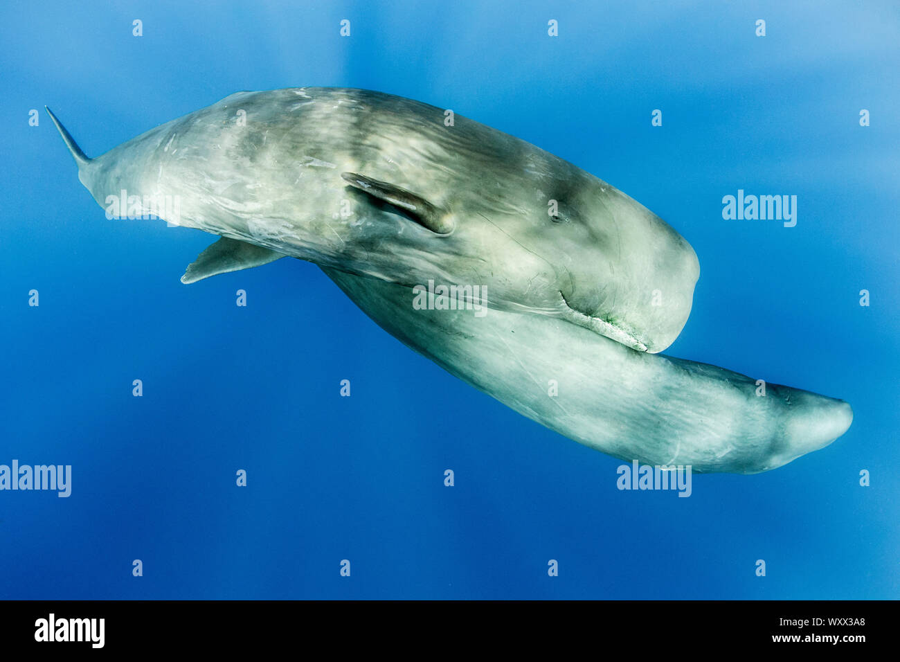 Photos of blue whales hi-res stock photography and images - Alamy