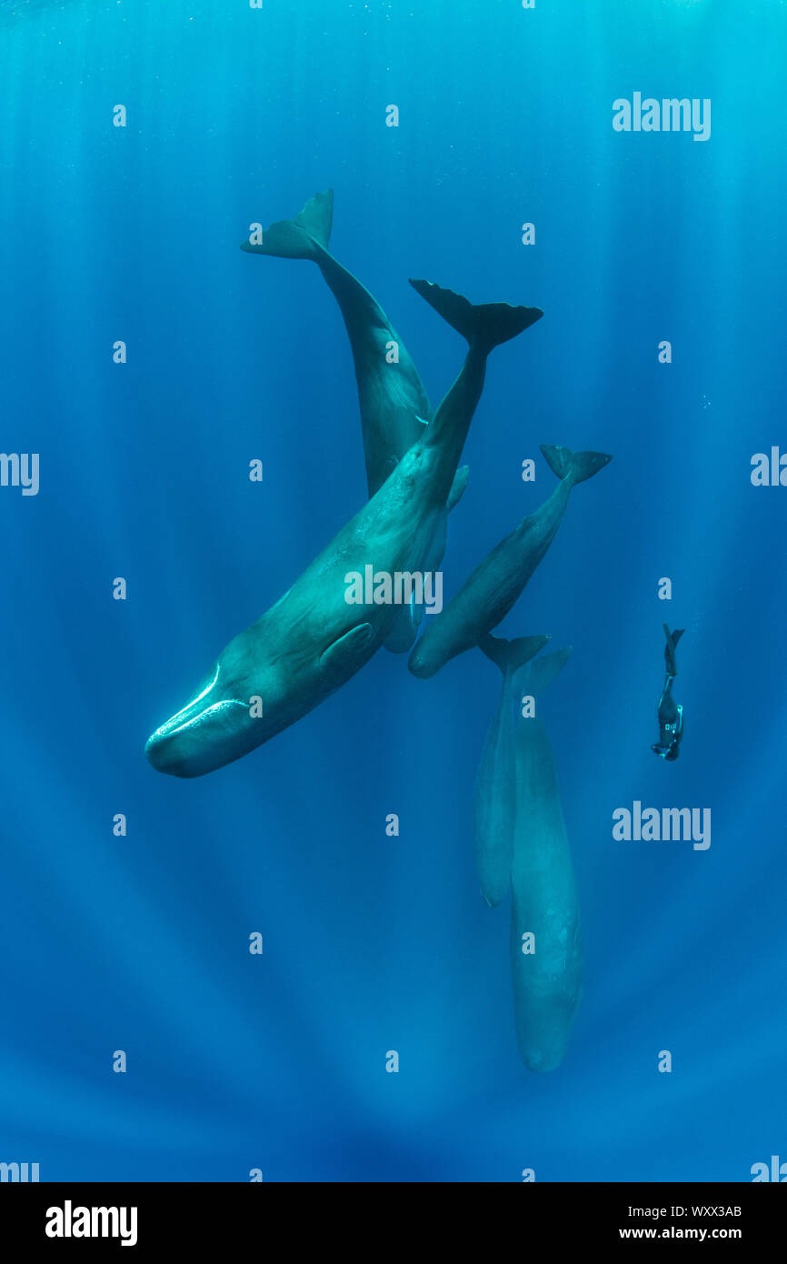 Pod of sperm whale, (Physeter macrocephalus), Vulnerable (IUCN), The sperm whale is the largest ...