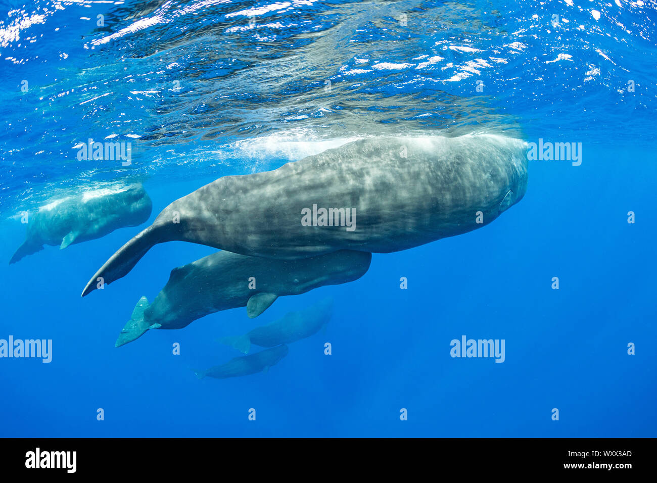 Pod of sperm whale with mother and calf, (Physeter macrocephalus), Vulnerable (IUCN), The sperm ...