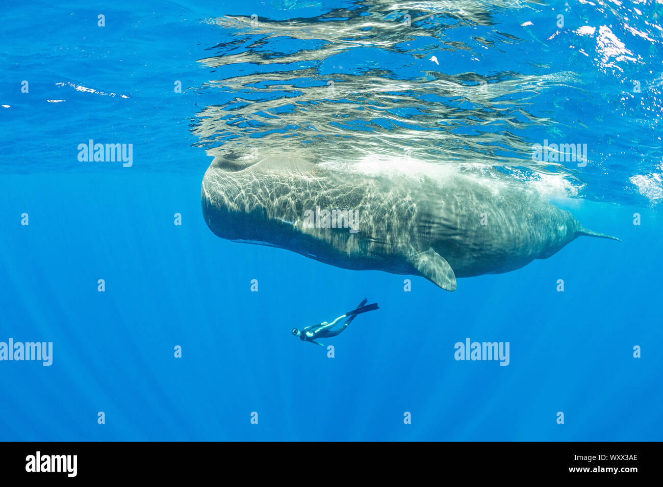 Freediver swimming with female sperm whale, Physeter macrocephalus ...