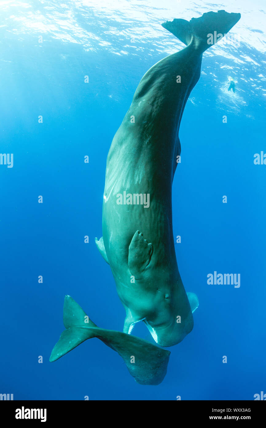 Sub-adult sperm whale try to move away a calf to to mate with a female ...