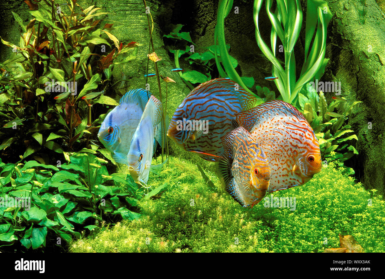 Symphysodon discus aequifasciata hi-res stock photography and images ...