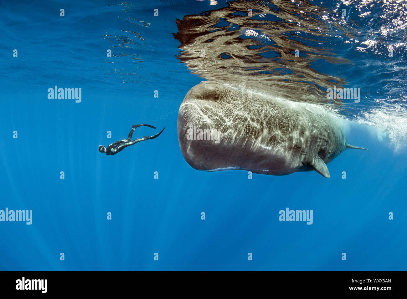 Freediver swimming with female sperm whale, Physeter macrocephalus, Vulnerable (IUCN), Dominica ...