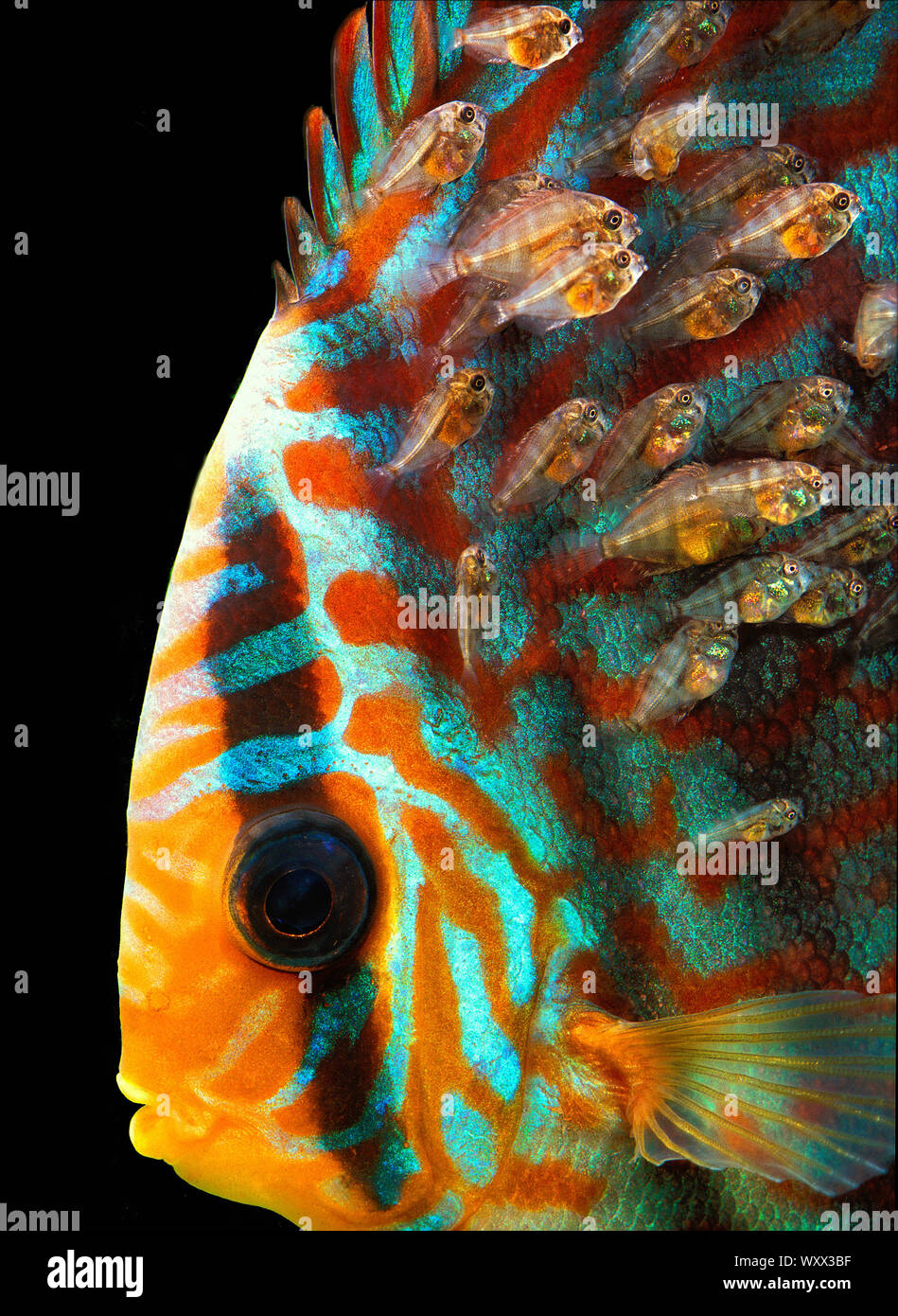 Discus (Symphysodon aequifasciatus) fry feeding on the skin mucus of ...