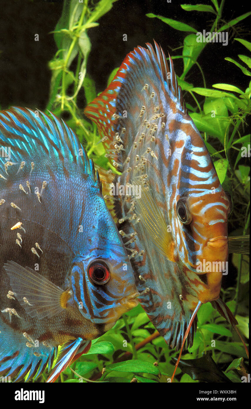 Discus (Symphysodon aequifasciatus) fry feeding on the skin mucus of ...