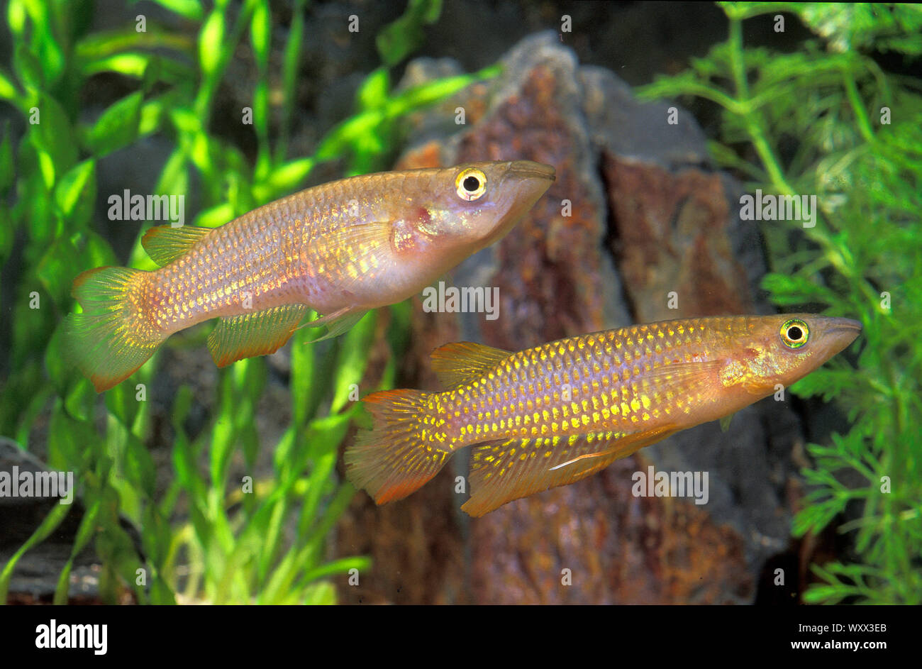 Golden wonder killifish (Aplocheilus lineatus), couple Stock Photo - Alamy