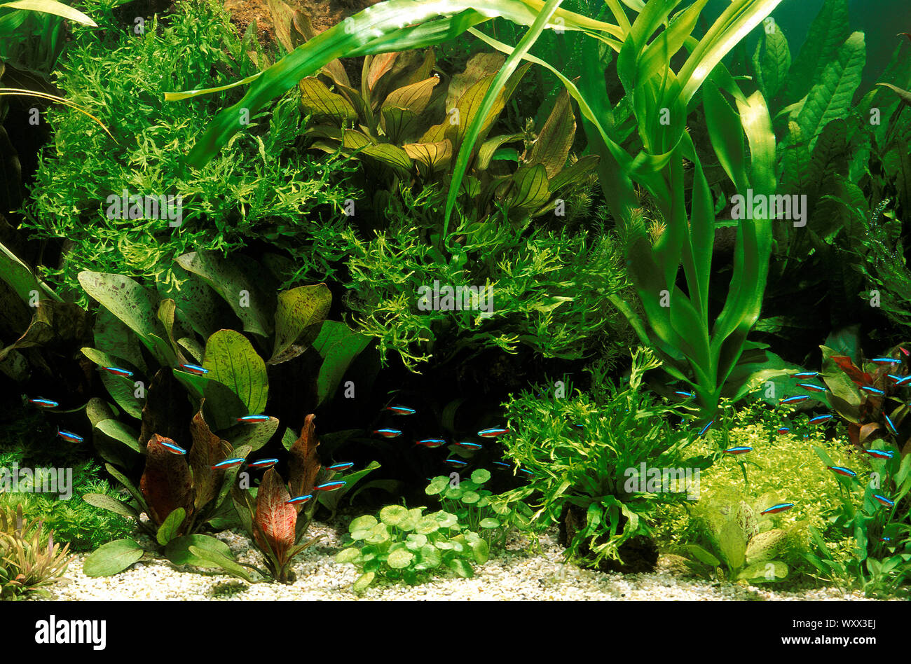 Cardinal tetras paracheirodon axelrodi hi-res stock photography and ...
