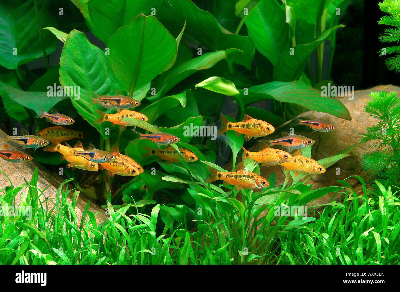 Gold barbs (Barbodes semifasciolatus) and Lambchop rasboras ...