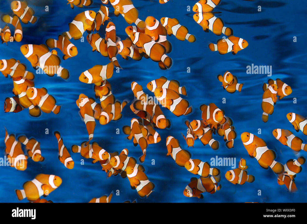 Ocellaris clownfish (Amphiprion ocellaris), group in aquarium Stock ...