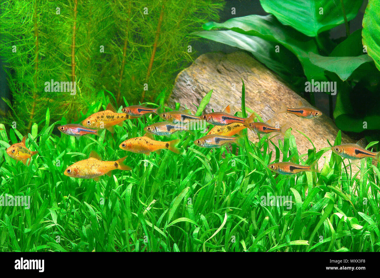 Gold barbs (Barbodes semifasciolatus) and Lambchop rasboras ...