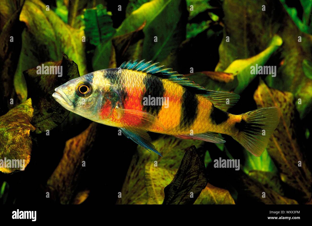 Haplochromis Obliquidens