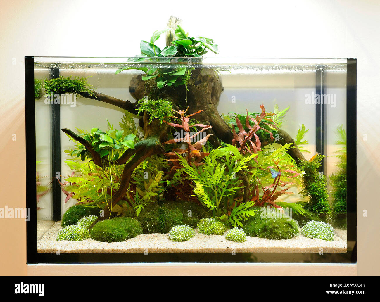 Examples Of Planted Freshwater Aquariums