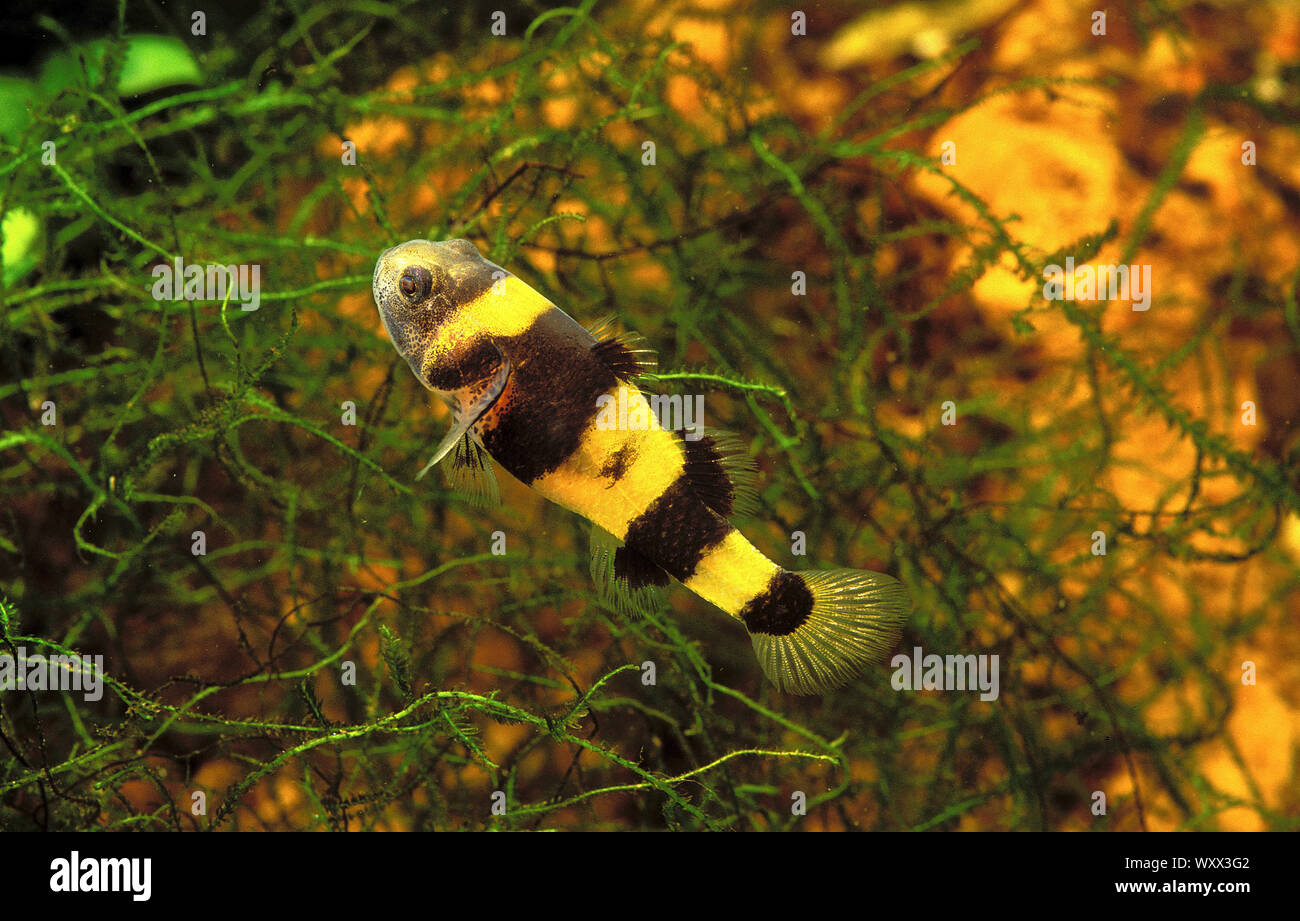 Bumblebee goby (Brachygobius sp.) in aquarium Stock Photo - Alamy