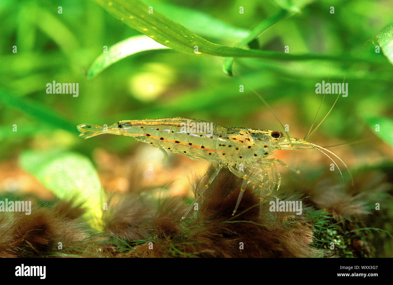 Amano shrimp caridina multidentata hi-res stock photography and images ...