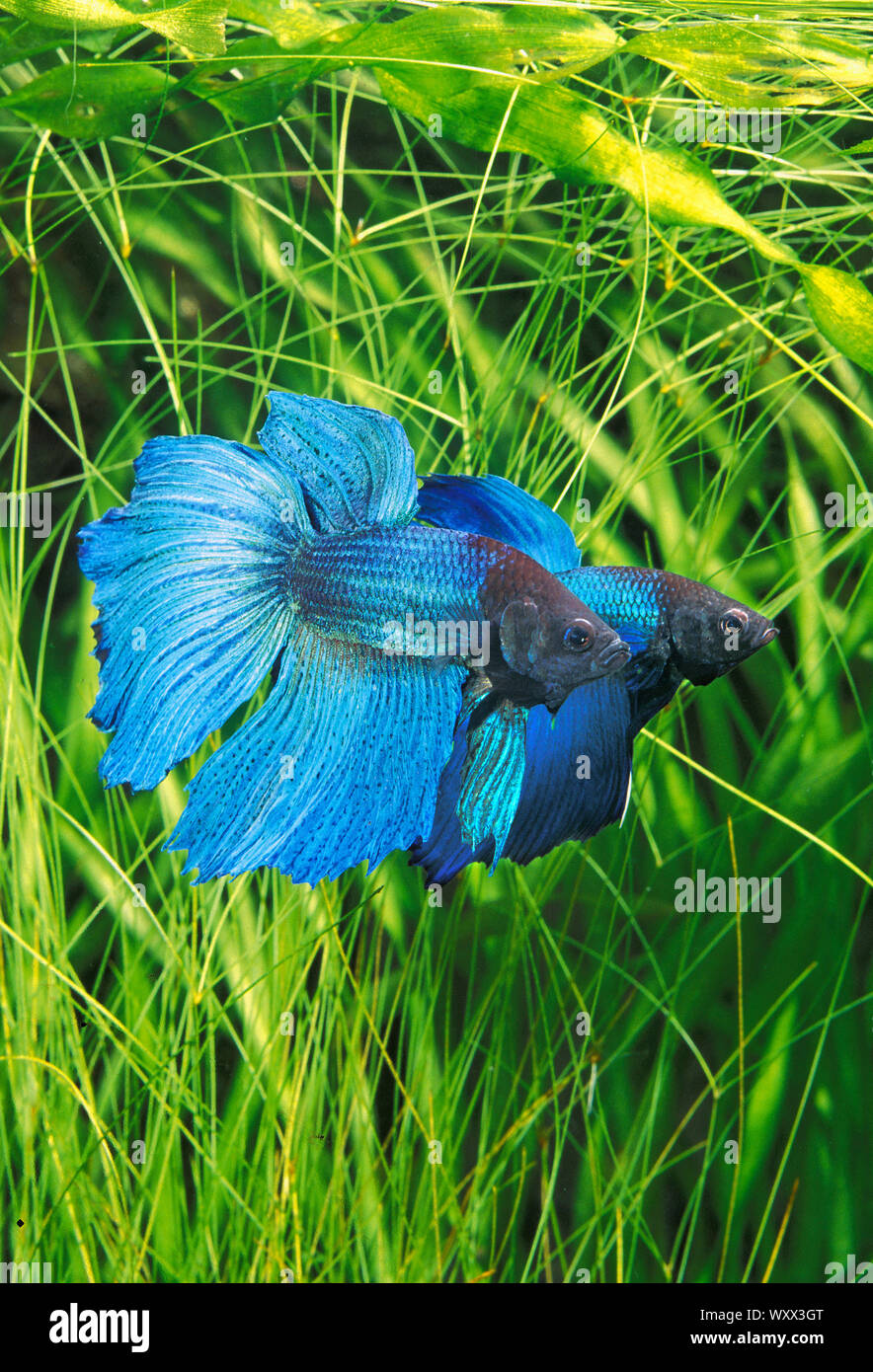 Siamese fighting fish (Betta splendens), two males in aqaurium Stock ...