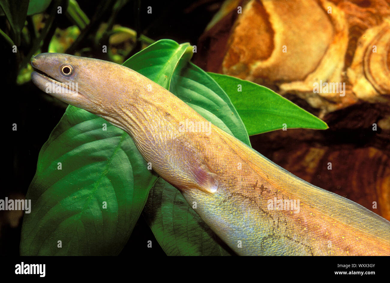 Indian mud moray gymnothorax tile hi-res stock photography and images ...