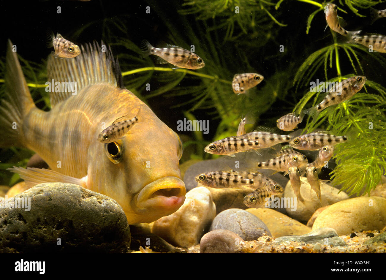 Femelle Fossorochromis rostratus Stock Photo - Alamy