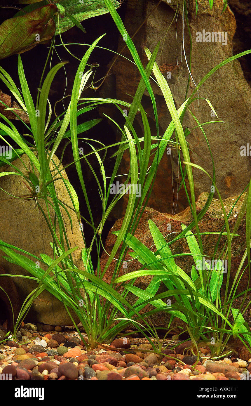Helanthium hi-res stock photography and images - Alamy