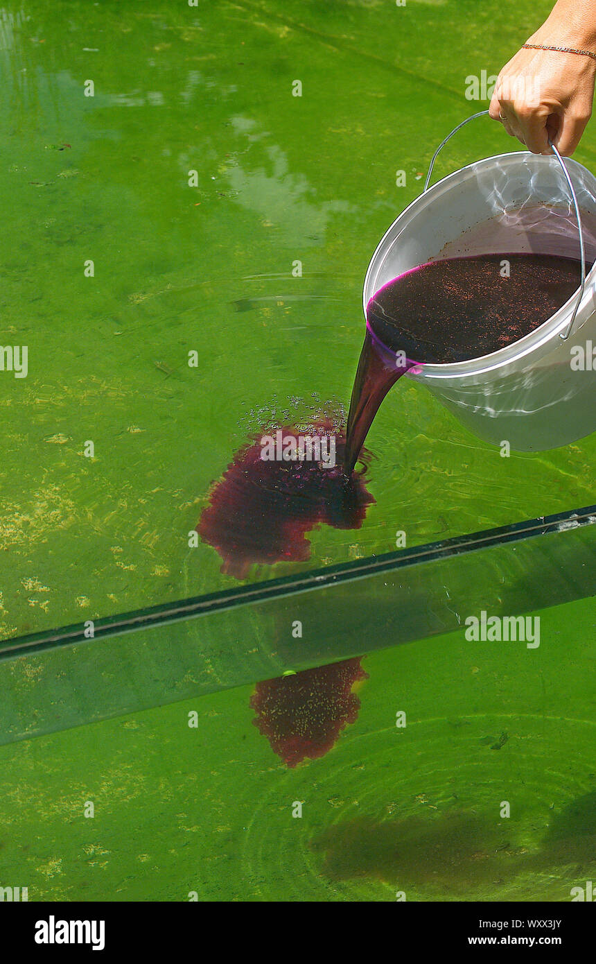 Cold freshwater fishes hi-res stock photography and images - Alamy