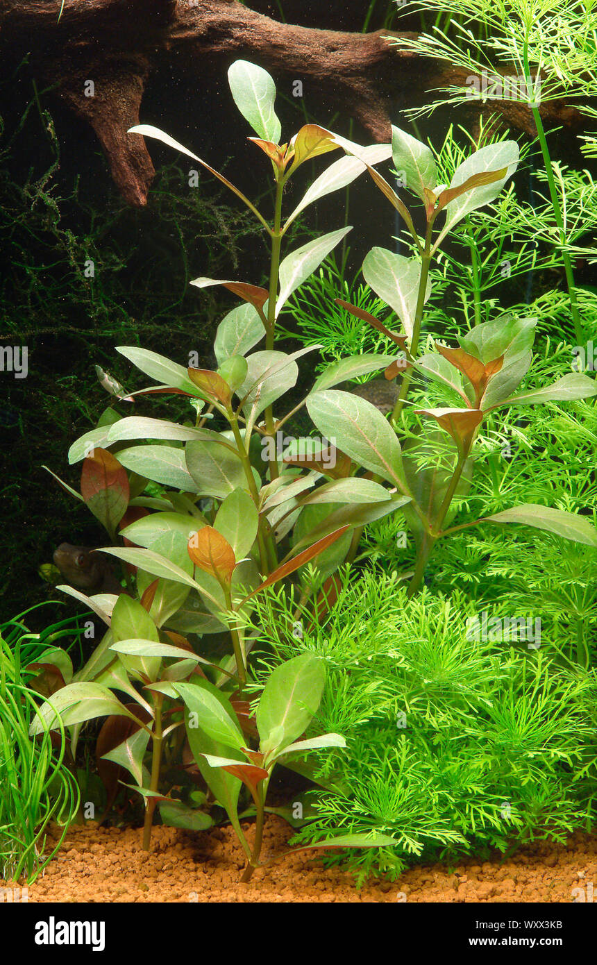 Ludwigia Repens Rubin