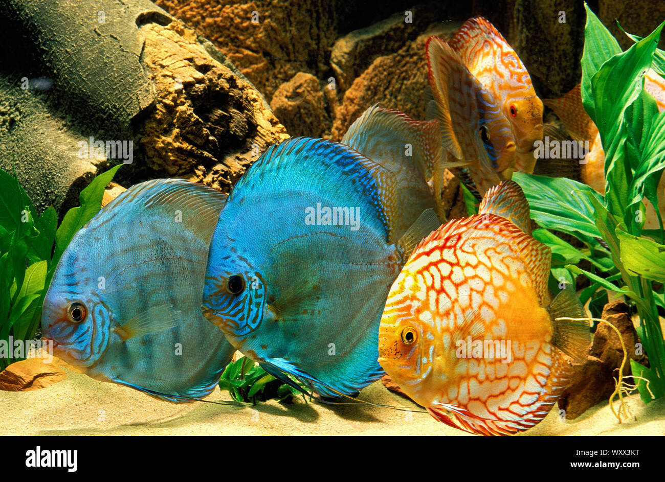 Blue Discus Symphysodon Aequifasciatus at Martha Holt blog