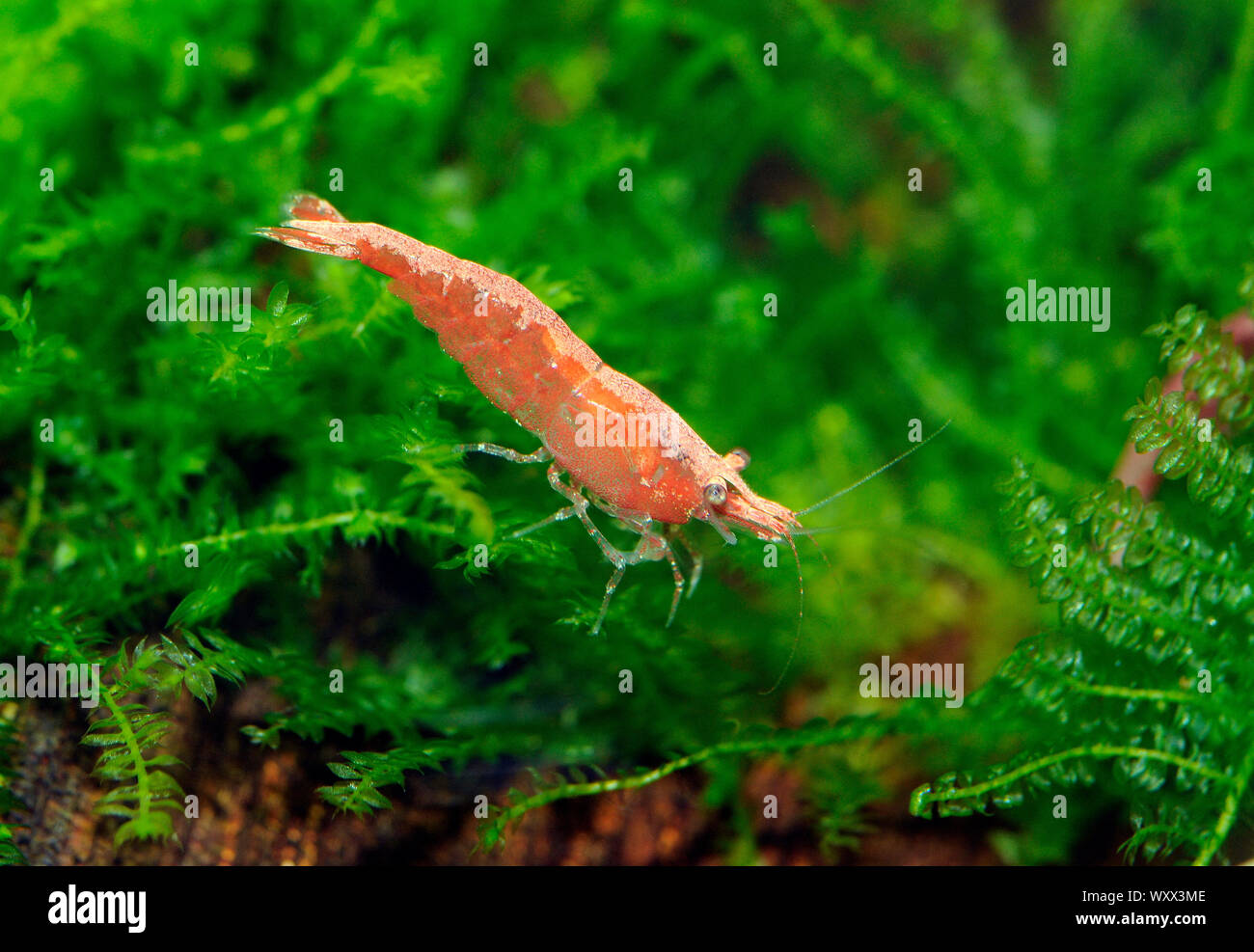 Shrimp (Neocaridina sp.) in freshwater aquarium Stock Photo - Alamy