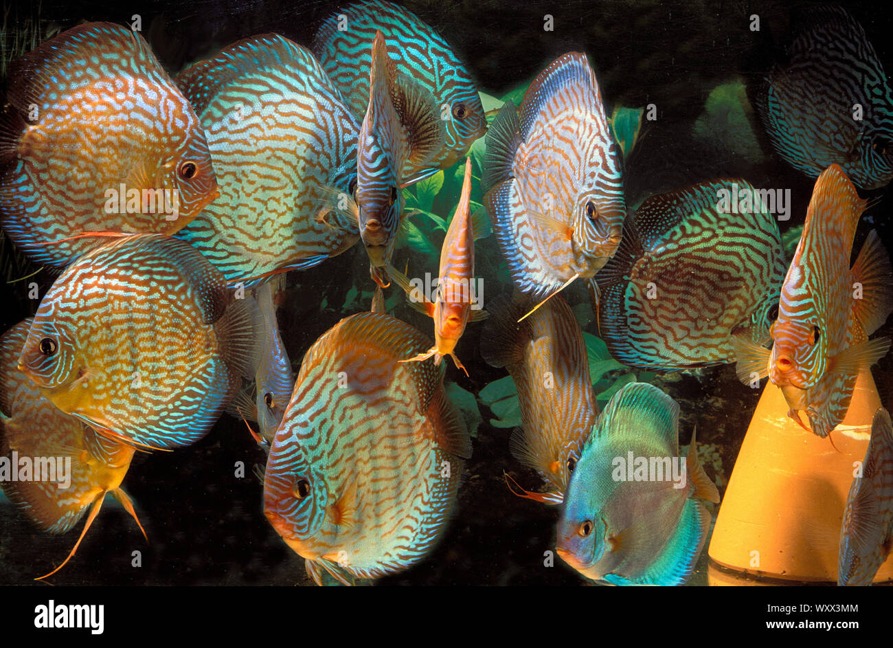 Blue Discus Symphysodon Aequifasciatus at Martha Holt blog