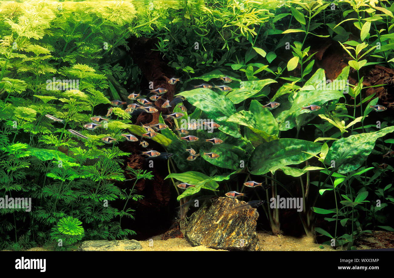 Harlequin rasbora (Trigonostigma heteromorpha), school in aquarium ...