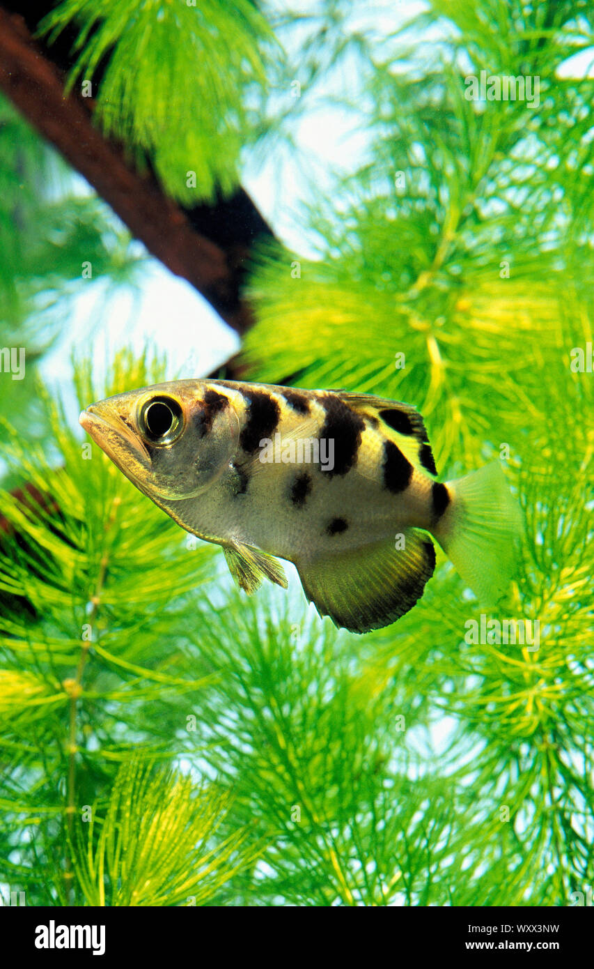 Seven shots hi-res stock photography and images - Alamy