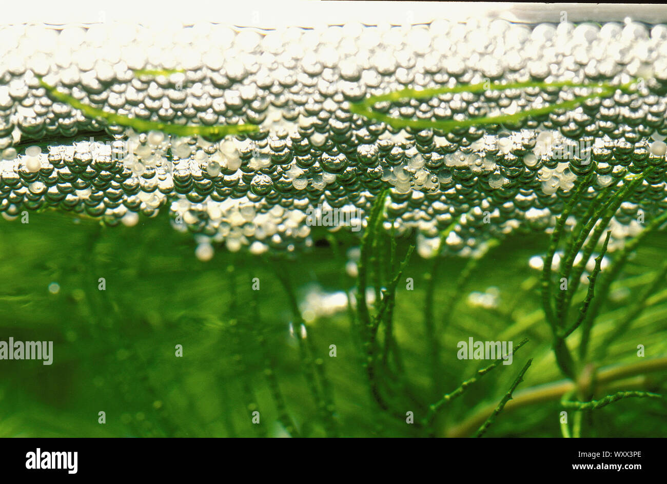 Trichogaster labiosa bubble nest in aquarium Stock Photo - Alamy