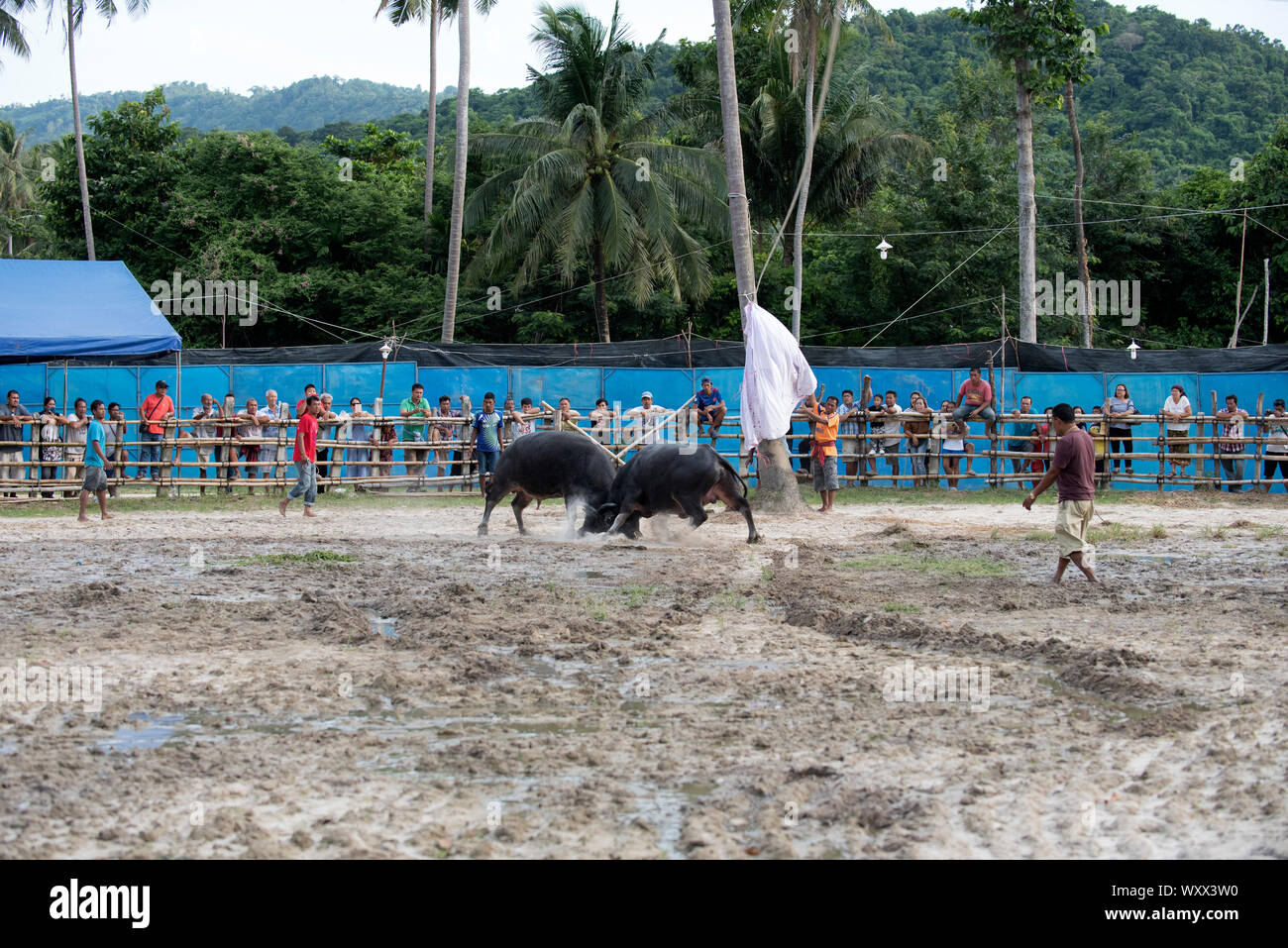 Water buffalo fight hi-res stock photography and images - Alamy