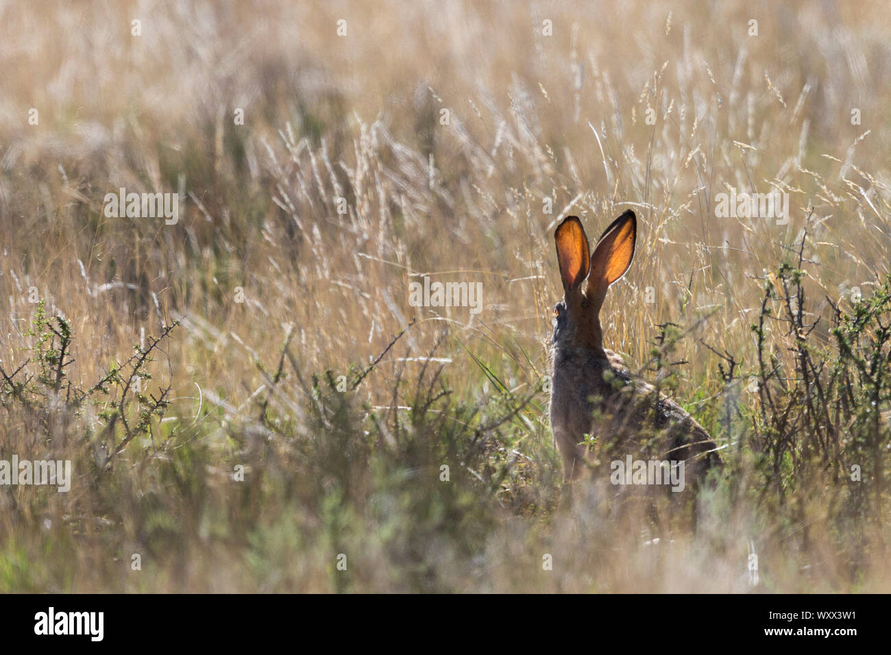 Scrub hare (Lepus saxatilis), Private reserve, South Africa Stock Photo ...