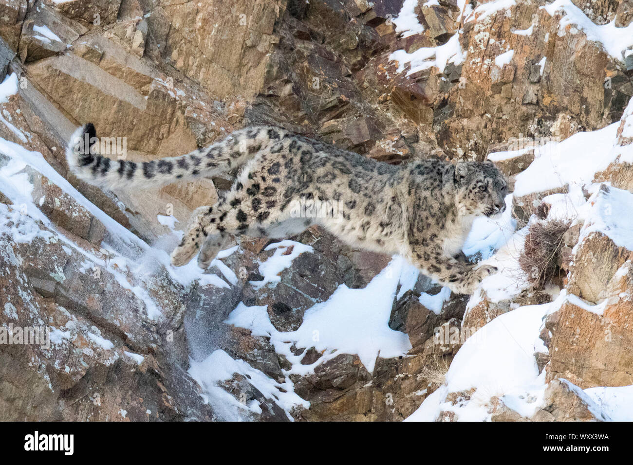Snow leopard or ounce (Panthera uncia), on rocks, Altai mountains, West ...