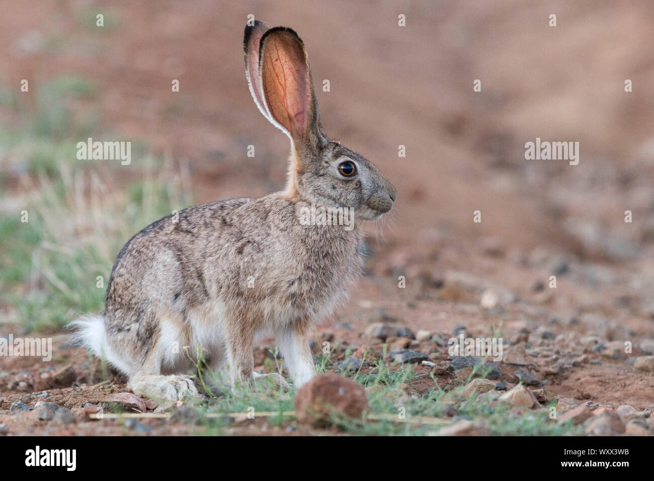 Scrub hare (Lepus saxatilis), Private reserve, South Africa Stock Photo ...